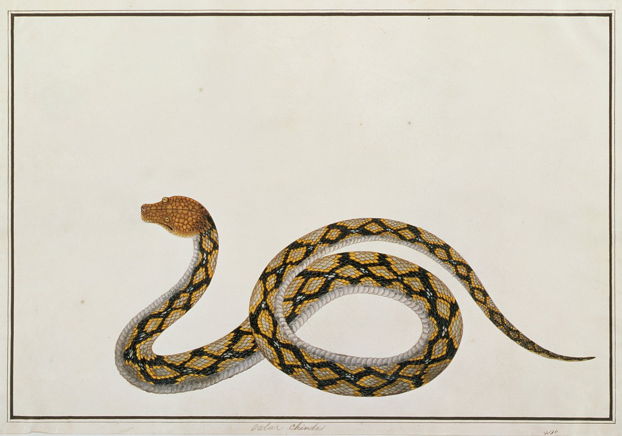 Oolur Chinde, from Drawings of Animals, Insects and Reptiles from Malacca